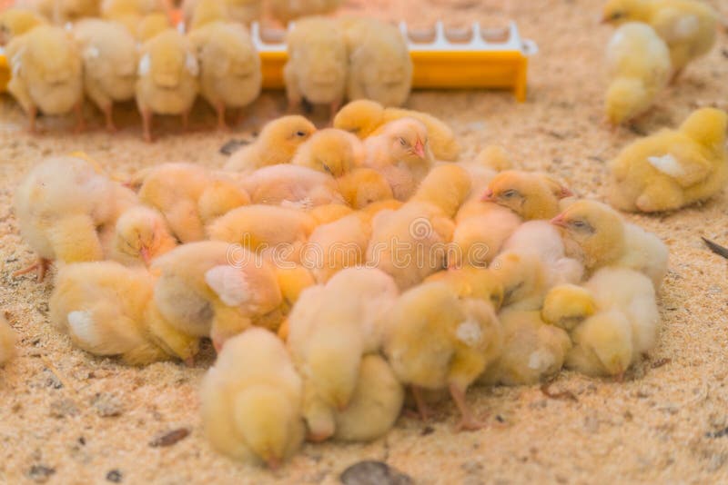 Small Yellow Chickens are Basking in the Farm Stock Image - Image of ...