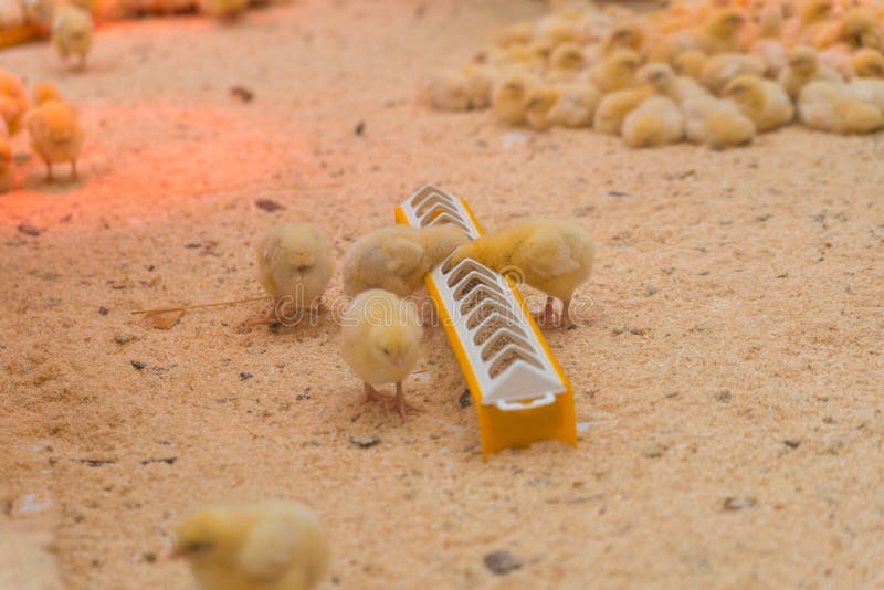 Small Yellow Chickens Eat on the Farm Stock Image - Image of ...