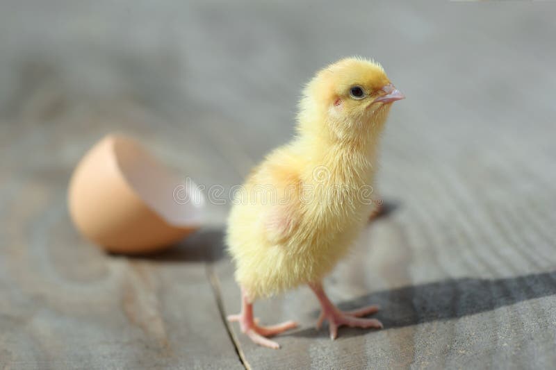Small Yellow Chicks and Egg Shells Stock Photo - Image of hairy ...