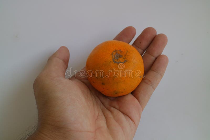 Small Yellow Color of Fresh Orange Fruit Stock Photo - Image of healthy ...