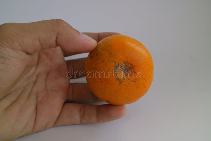 Small Yellow Color of Fresh Orange Fruit Stock Image - Image of orange ...