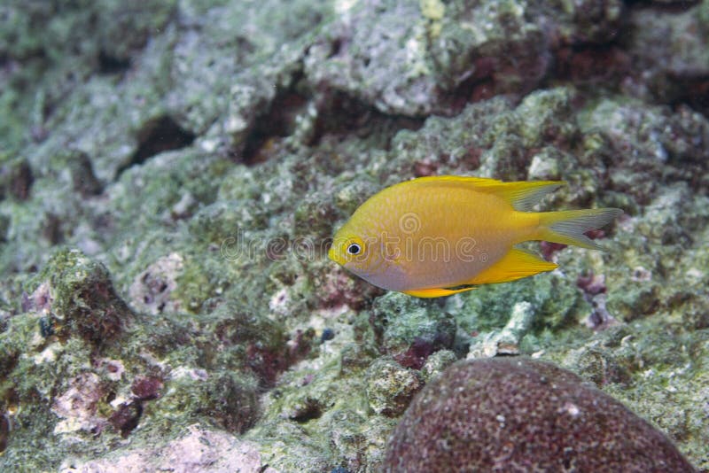 Small yellow coral fish stock photo. Image of scuba, tropical - 16920480