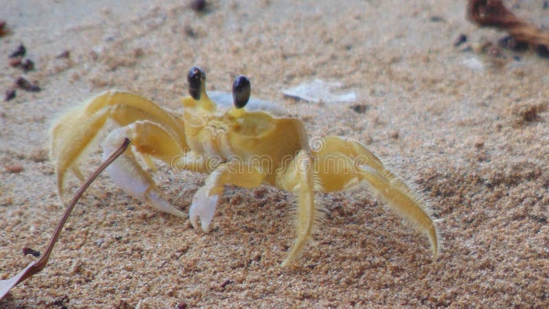 A Small Yellow Crab on the Beach Stock Photo - Image of arthropod ...