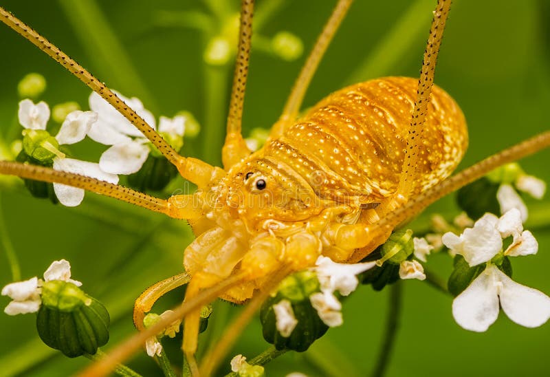 Small yellow creature stock photo. Image of entomology - 259954520