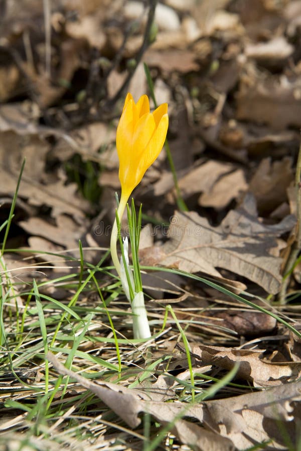 Small Yellow Crocus Picture. Image: 5136317