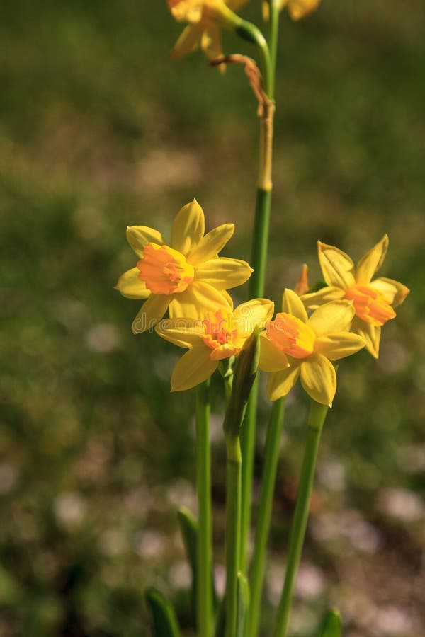 Small Yellow Daffodil Flowers Cyclamineus Daffodils Bloom Stock Photo ...