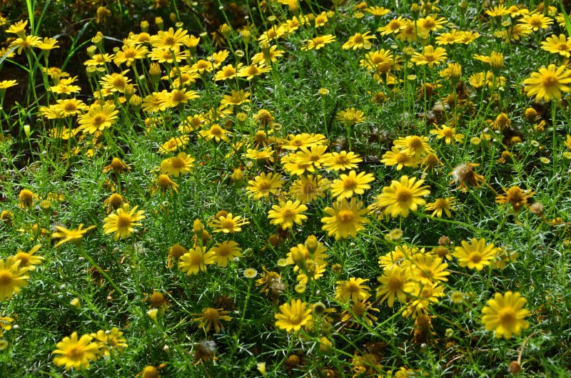 Small yellow daisy flowers stock photo. Image of green - 93485600