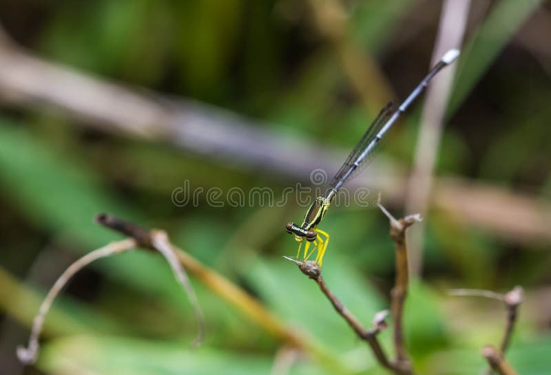The yellow damselfly stock photo. Image of macro, insect - 16111318