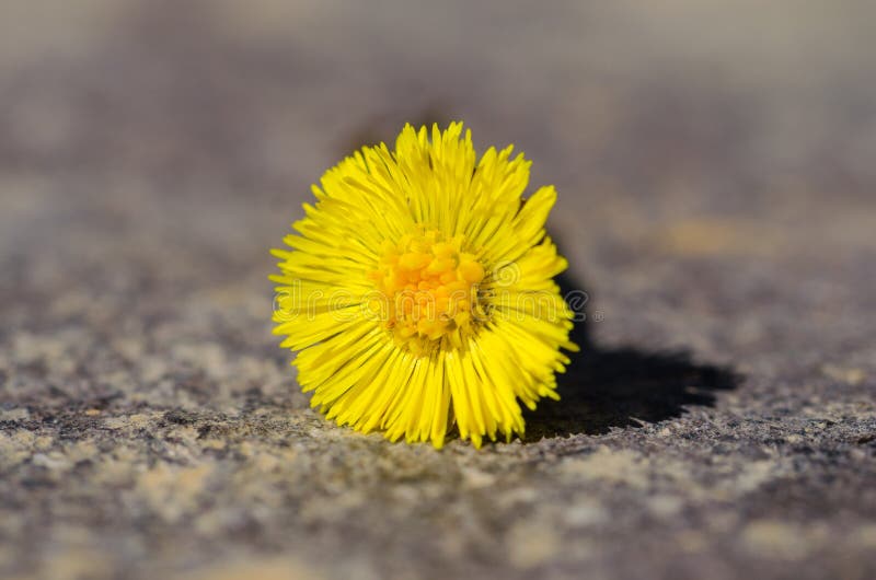Small Yellow Dandelion Flower Close-up. Macro Stock Photo - Image of ...