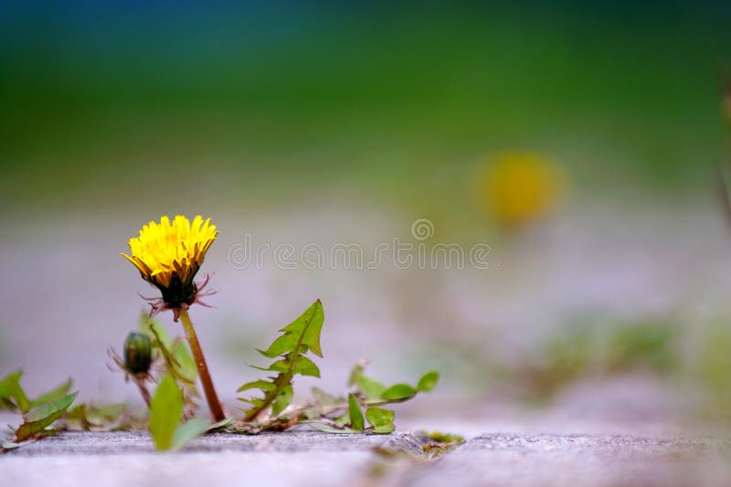 Small Yellow Dandelion Grows and Blossoms on the Gray Pavement Sidewalk ...