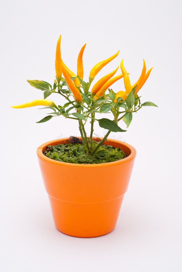 Small Yellow Decorative Chili Plant Stock Image - Image of plant ...