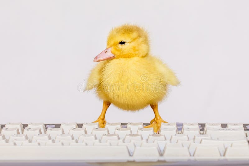 A Small Yellow Duck on the Computer Keyboard. Work in the Office at the ...