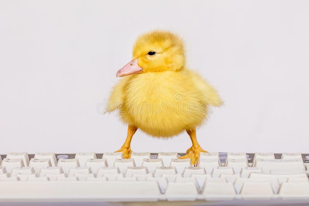 A Small Yellow Duck on the Computer Keyboard. Work in the Office at the ...
