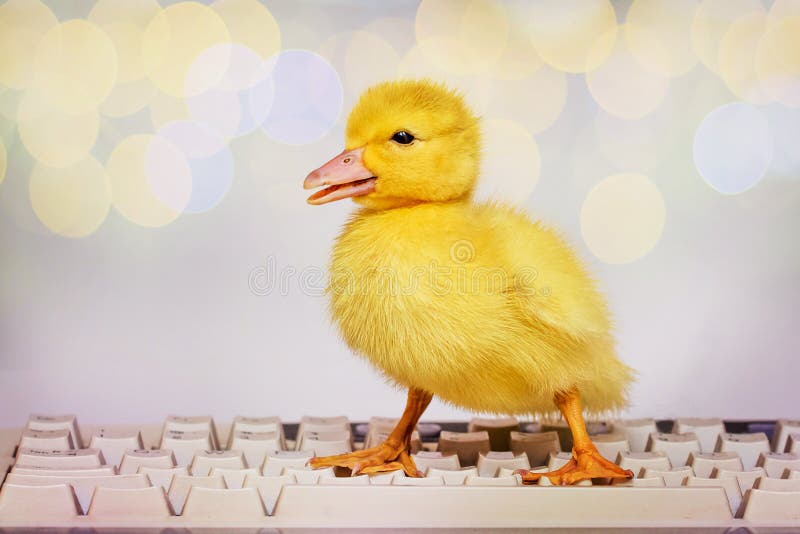 A Small Yellow Duck on the Computer Keyboard. Work in the Office at the ...