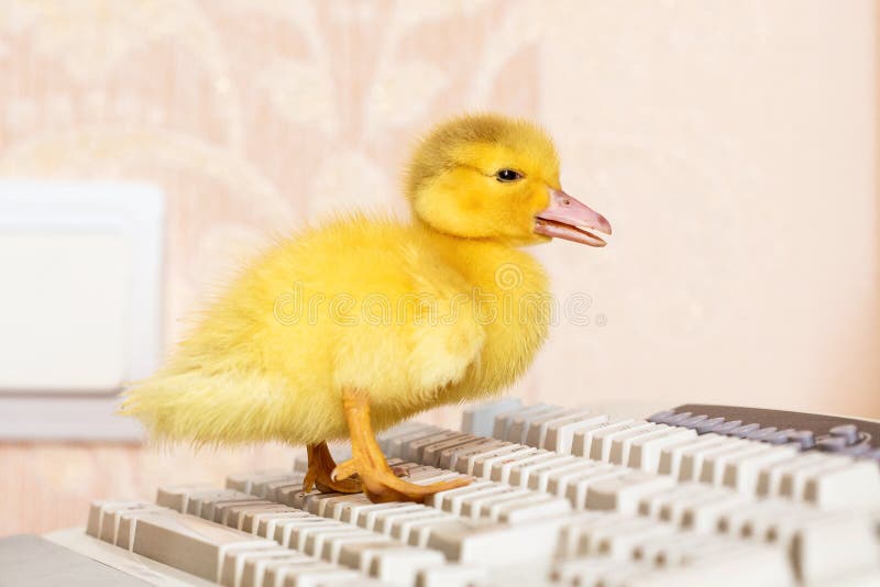 A Small Yellow Duck on the Computer Keyboard. Work in the Office at the ...