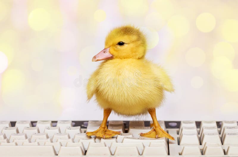 A Small Yellow Duck on the Computer Keyboard. Work in the Office at the ...