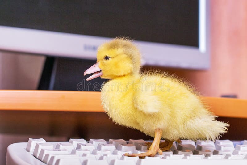 A Small Yellow Duck on the Keyboard Near the Computer. Work in the ...