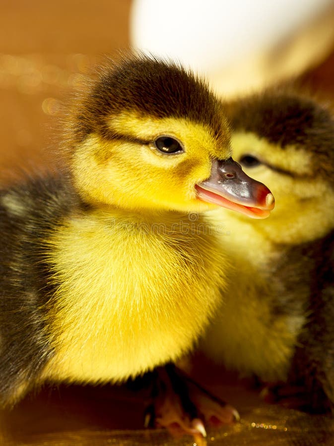 170+ Yellow fluffy duckling Free Stock Photos - StockFreeImages