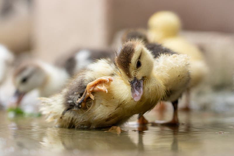 Duckling Scratching it Head Stock Image - Image of head, beauty: 258001191