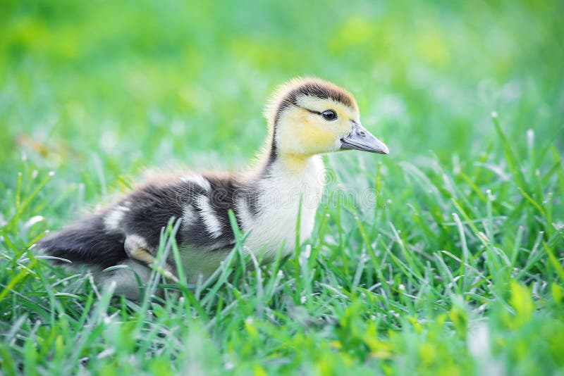 Small Yellow Duckling Walking in a Green Grass. Stock Photo - Image of ...