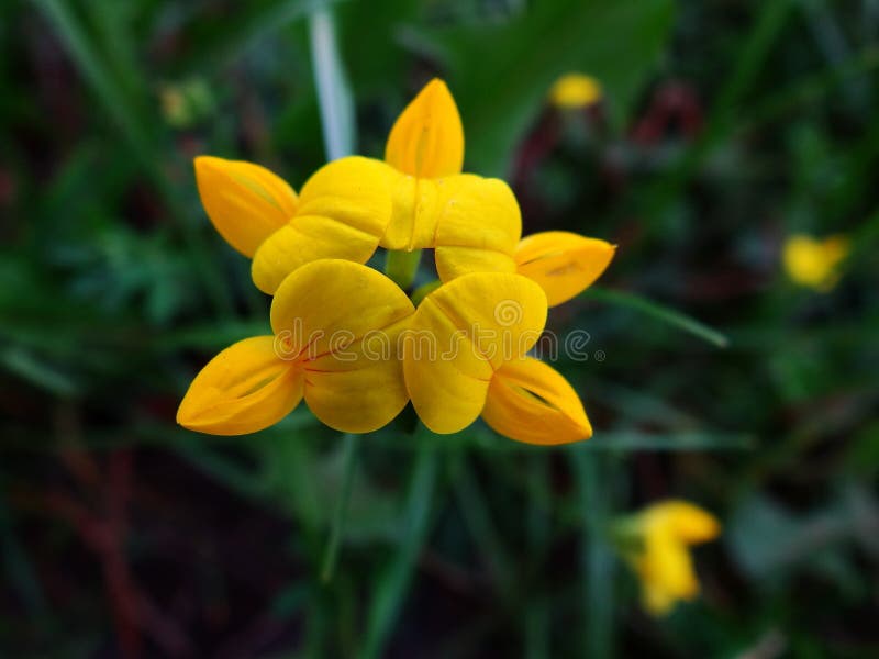 A Small Yellow Field Flower on a Thin Stalk Stock Image - Image of ...
