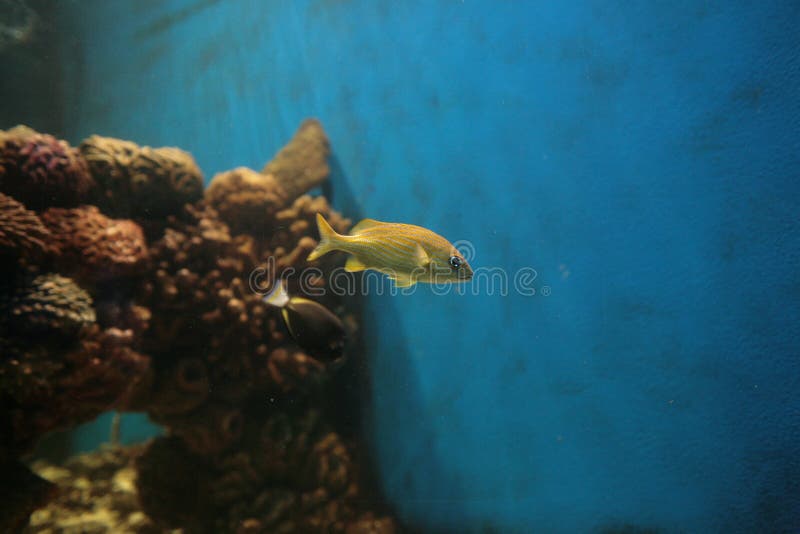 Small yellow fish stock photo. Image of fish, water, decorative - 81339642