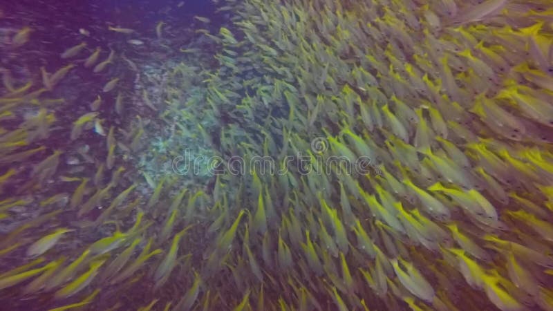 Small Yellow Fish Moving Underwater Stock Footage - Video of fish ...