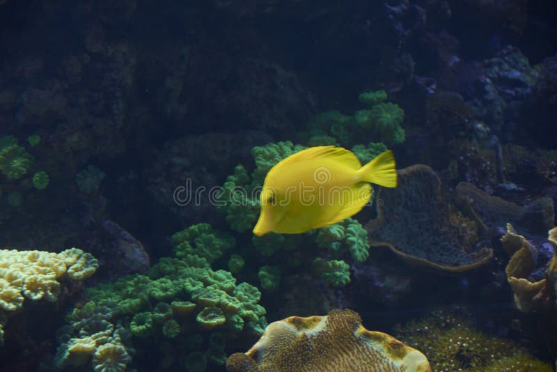 Small Yellow Fish in the Ocean Stock Image - Image of capon ...