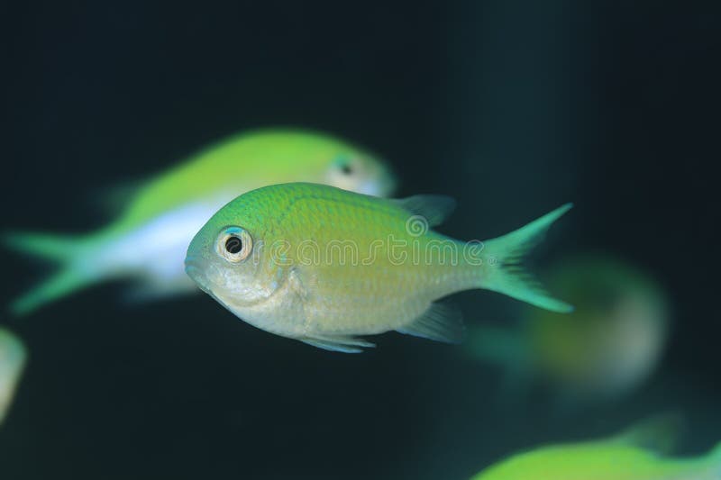 Small Yellow Fish Swim at Sunset in the Sea Stock Image - Image of ...