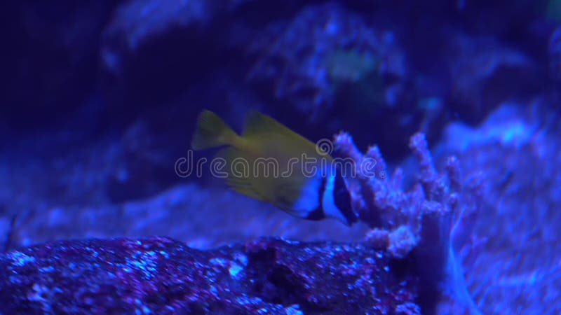 Small Yellow Fish Swims by the Coral Reefs Stock Footage - Video of ...
