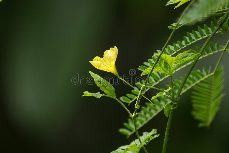 Yellow Flower of Bitter Gourd Vegetable Stock Photo - Image of health ...