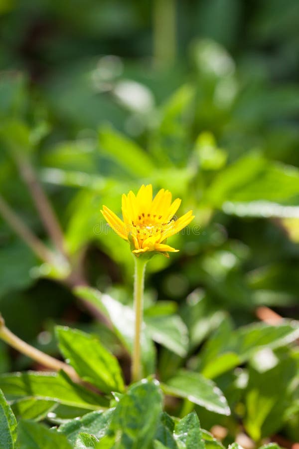 Small yellow flower stock image. Image of daisy, nature - 56743823