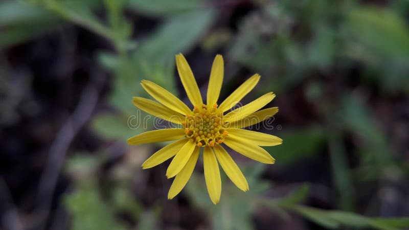Small Yellow Flower Glowing at Morning Stock Image - Image of flower ...