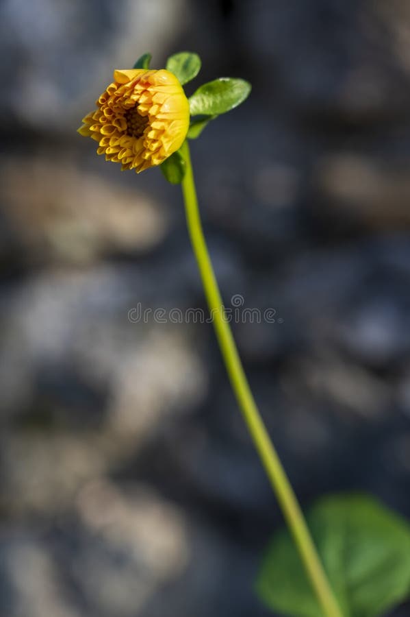 Small Yellow Flower on Green Stem with Green Leaves Stock Photo - Image ...