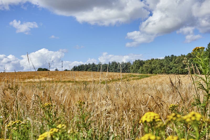 Small Yellow Flower Growing in a Field Stock Photo - Image of vacation ...