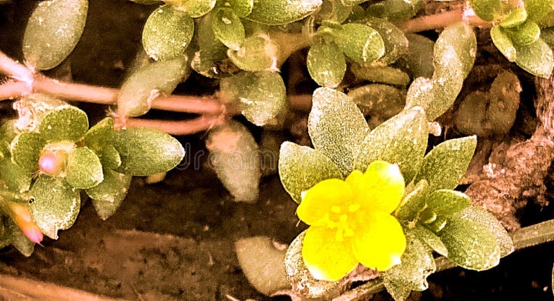 A Small Yellow Flower Looks Beautiful in Leafs Background Stock Photo ...
