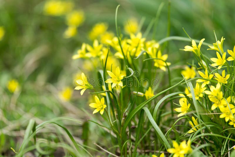Small Yellow Flower in Nature Stock Image - Image of bloom, spring ...
