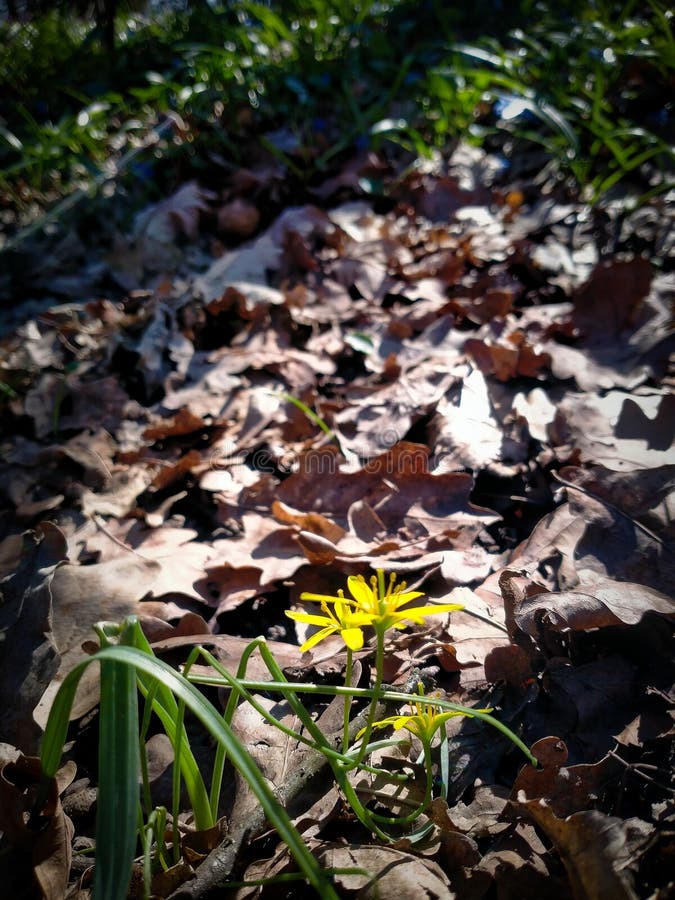 Small Yellow Flower among Old Oak Leaves in the Shade of Trees Stock ...