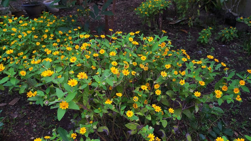 Small Yellow Flower Plants in the Yard Stock Image - Image of meadow ...