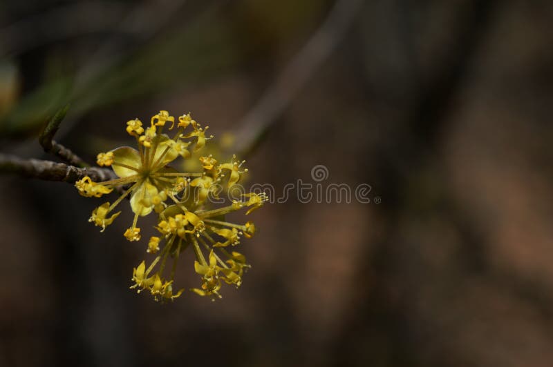 Small Yellow Flower in Spring on a Bush Stock Photo - Image of bush ...