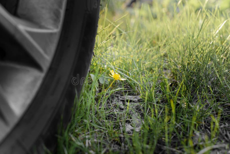 Small Yellow Flower Under Big Car Wheel Stock Photo - Image of growth ...