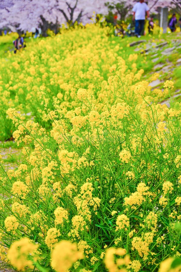 Yellow Japan small flower stock image. Image of spring - 114185009