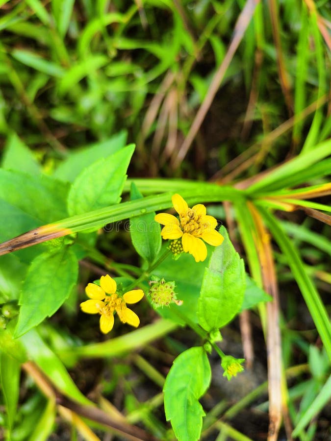 Small Yellow Flower in the Village 8 Stock Image - Image of wildlife ...