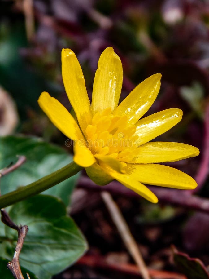 Small Yellow Flower on the Way Stock Image - Image of flower, tree ...