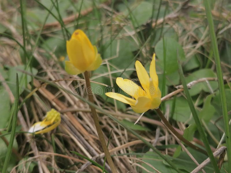 Small Yellow Flower on the Way Stock Image - Image of wildflower, field ...