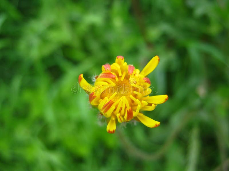Small yellow flower stock image. Image of yellow, soft - 56848623