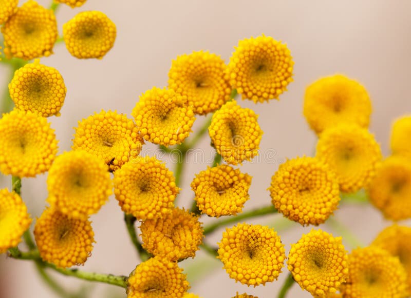 Small Yellow Flowerson a Light Warm Background Stock Image - Image of ...