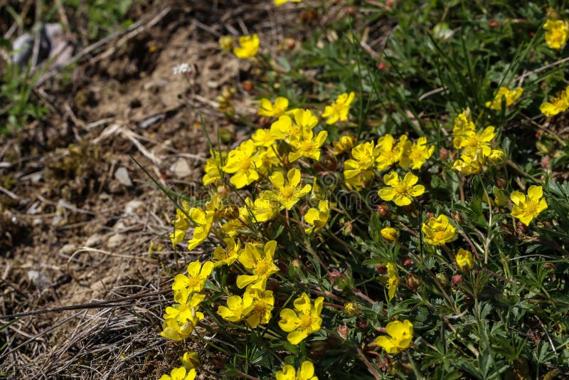 Small Yellow Flowers Bloom in the Spring Stock Image - Image of gunma ...