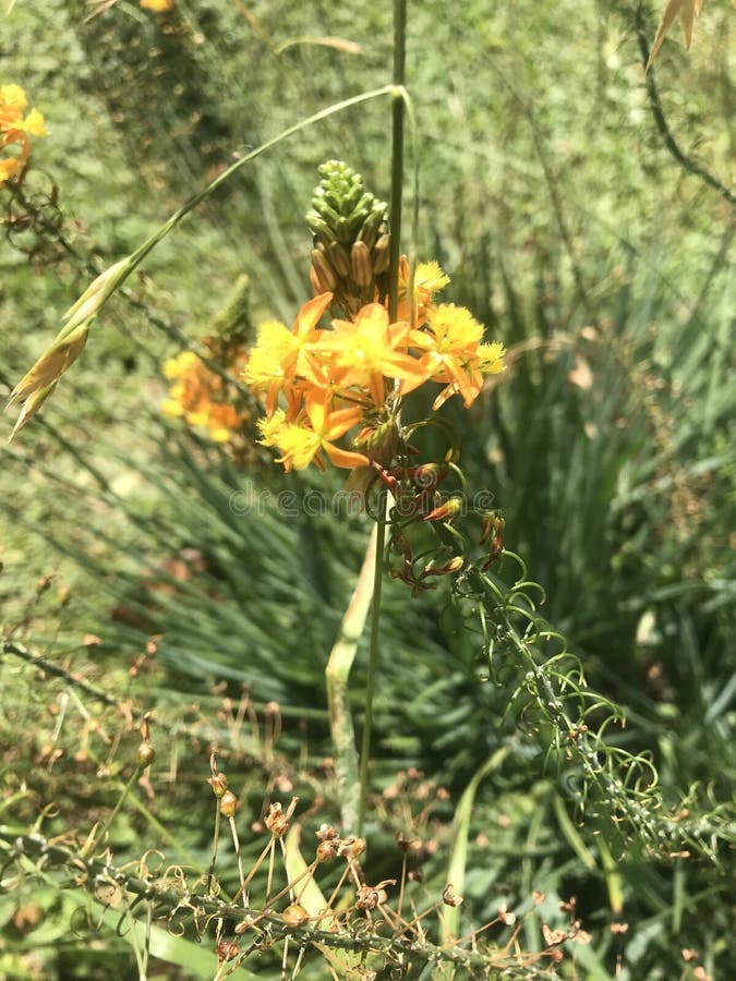 Small Yellow Flowers of a Bulbine Stock Photo - Image of decoration ...