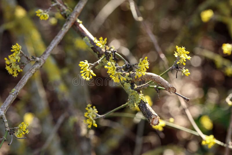 Small Yellow Flowers of a Bush in Spring Morning Stock Image - Image of ...
